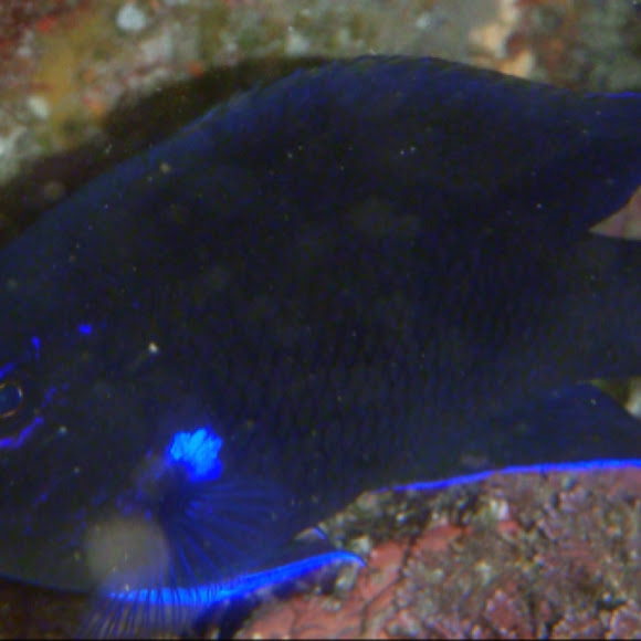 Fula negra | Project Noah