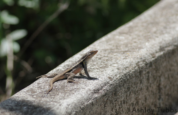 Rosebelly Lizard | Project Noah