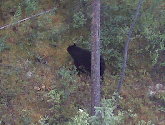 Black Bear | Project Noah