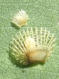 Lerps causing leaf coloration | Project Noah