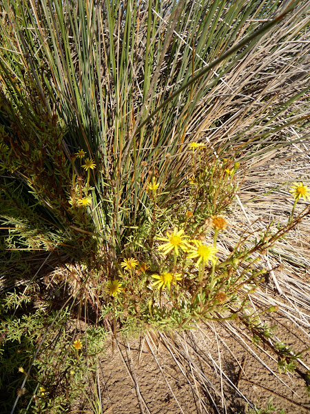 Hierba del cólico | Project Noah