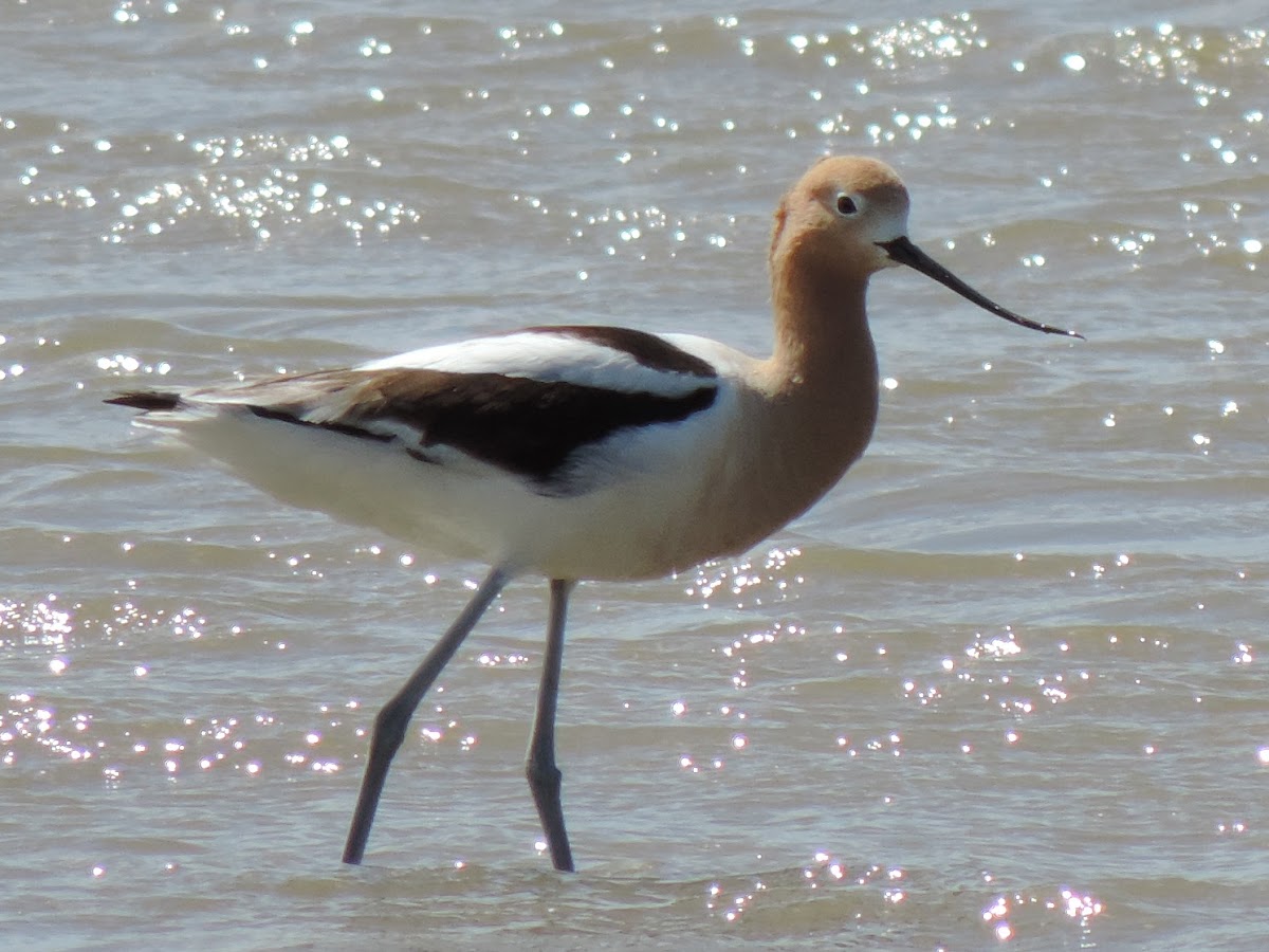 American Avocet | Project Noah