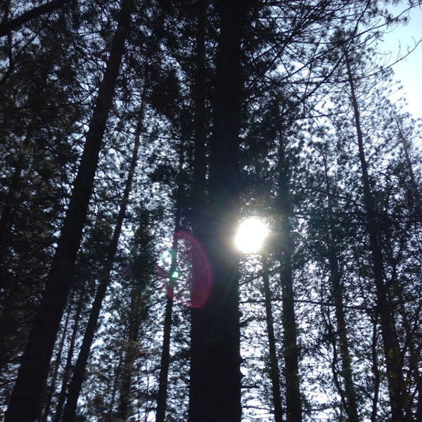 Cook pines | Project Noah