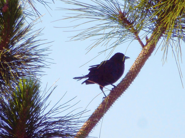 Fish Crow | Project Noah