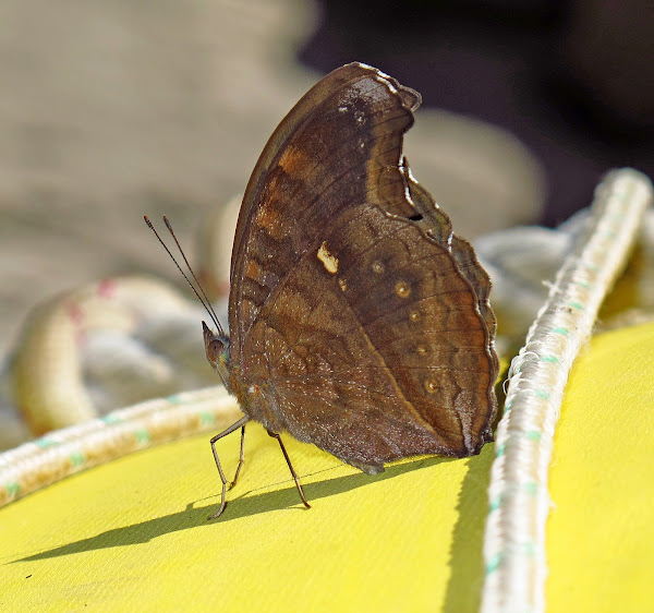 Chocolate Pansy | Project Noah