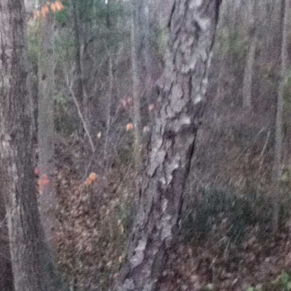 Ash Tree | Project Noah