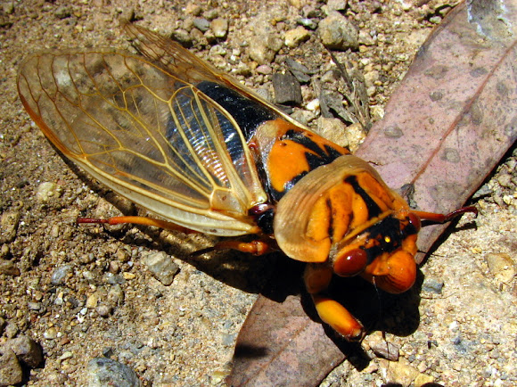 Yellow Monday Cicada | Project Noah