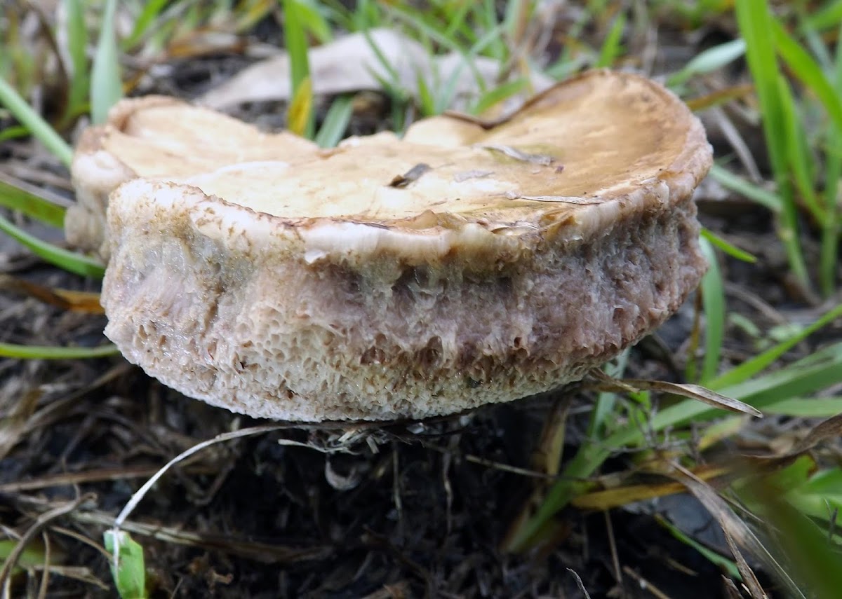 Red-staining Stalked Polypore Fungi | Project Noah
