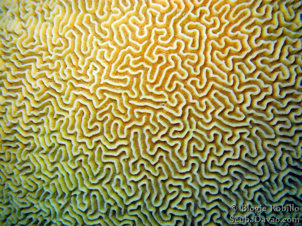 Lesser Valley Coral | Project Noah