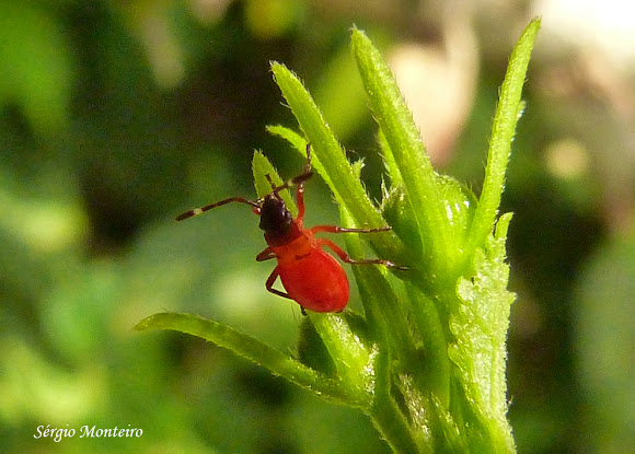Shield bug (First instar) | Project Noah