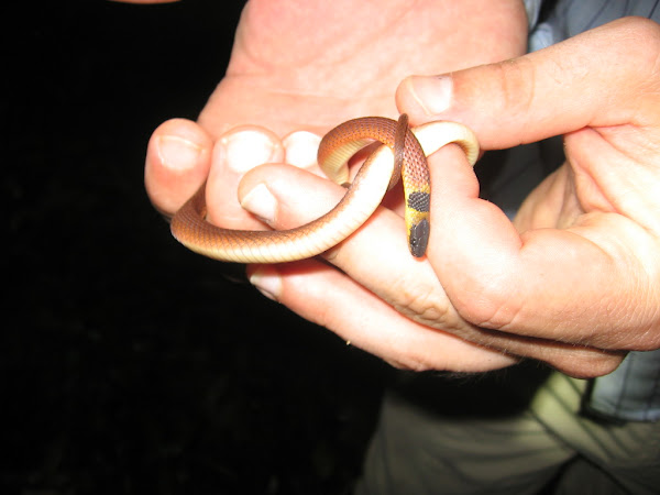 Red-Coffee Snake | Project Noah