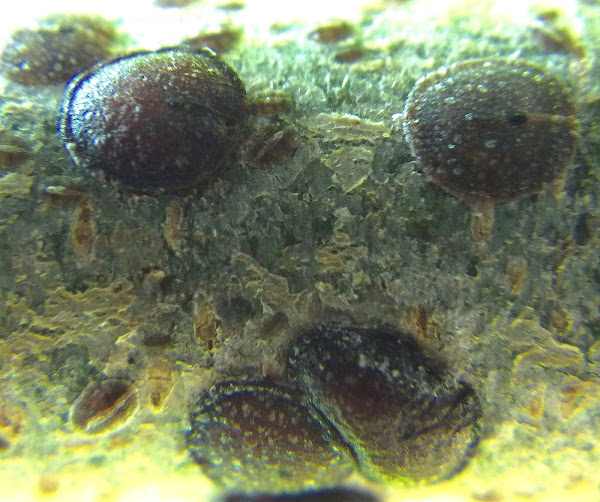 Turtle Scale | Project Noah