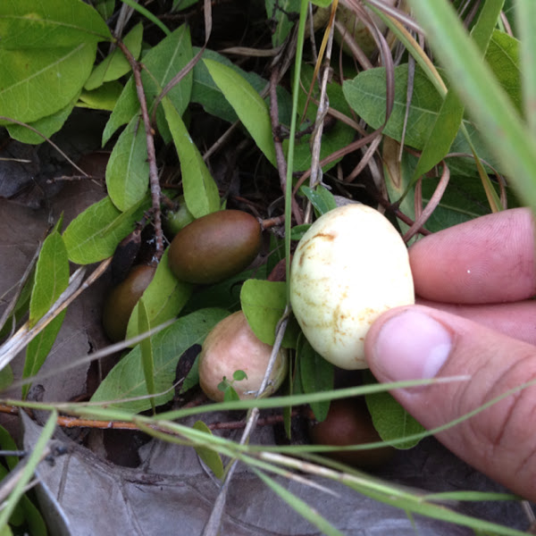 Gopher apple | Project Noah