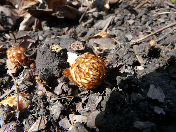 Squawroot | Project Noah