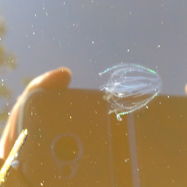 Aquatic Invertebrates of NW Florida | Project Noah