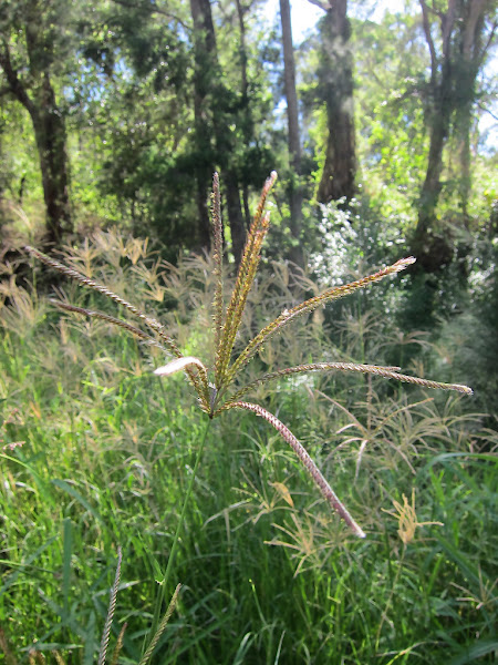 Tall Windmill Grass | Project Noah