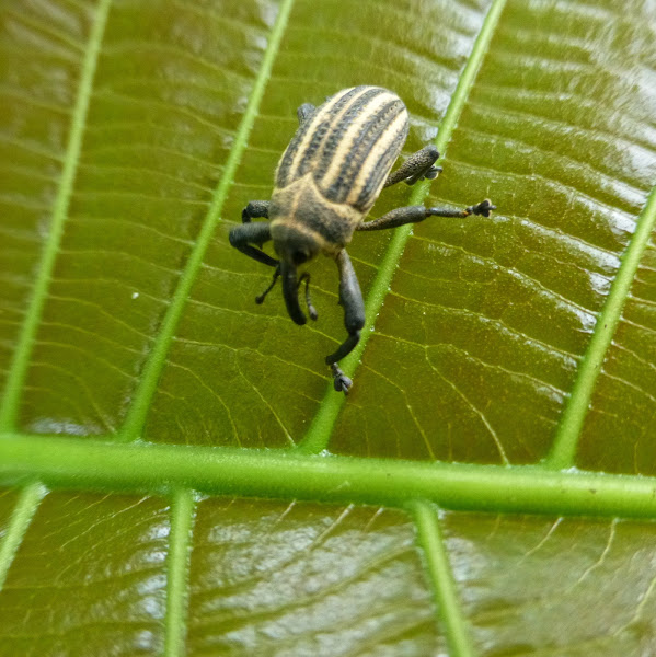 Alcidodes waltoni | Project Noah