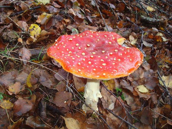 Matamoscas | Project Noah