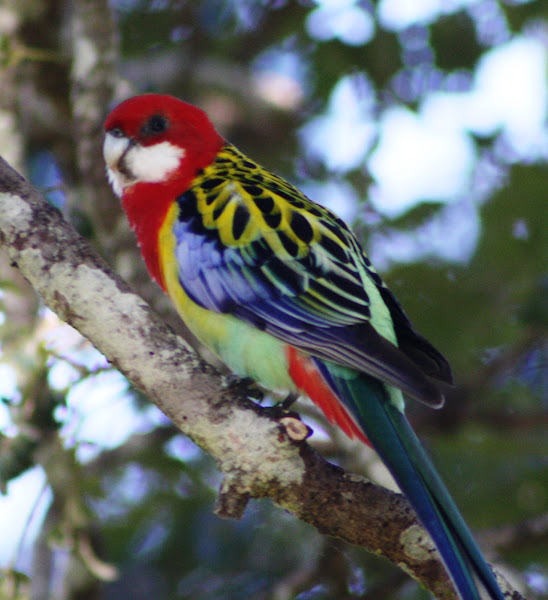 Eastern Rosella | Project Noah