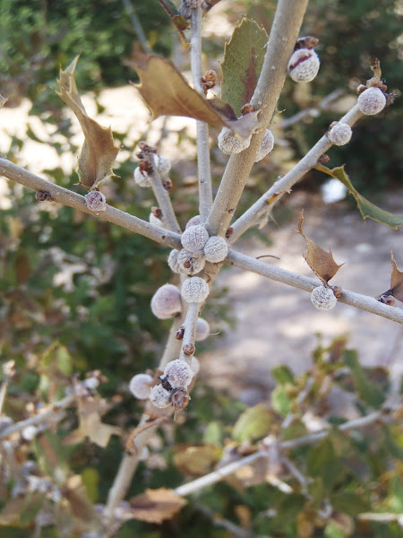 Kermes vermilio. Cochinilla | Project Noah