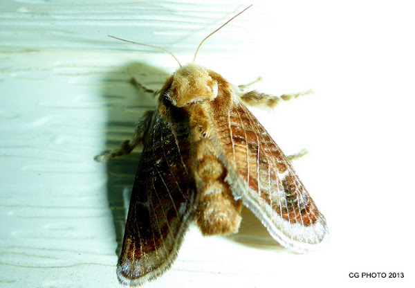 Mottled Cup Moth | Project Noah