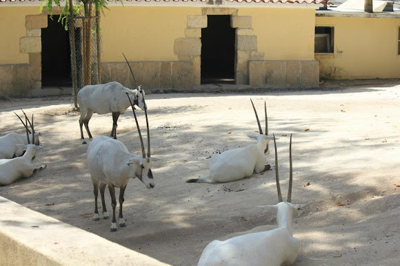 Órix-da-arábia | Project Noah