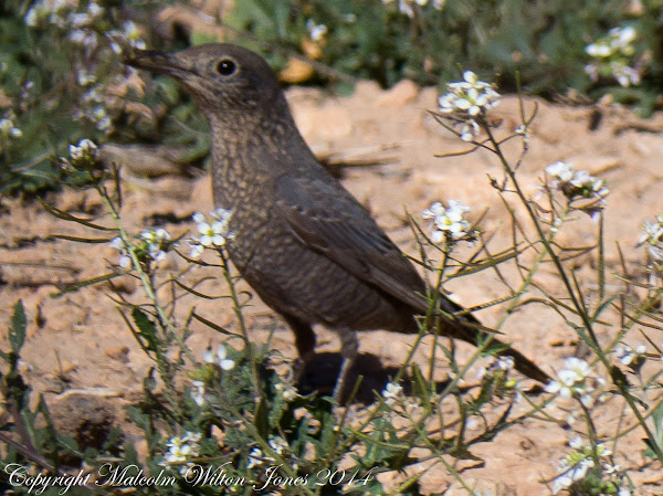 Blue Rock Thrush; Roquero solitario | Project Noah