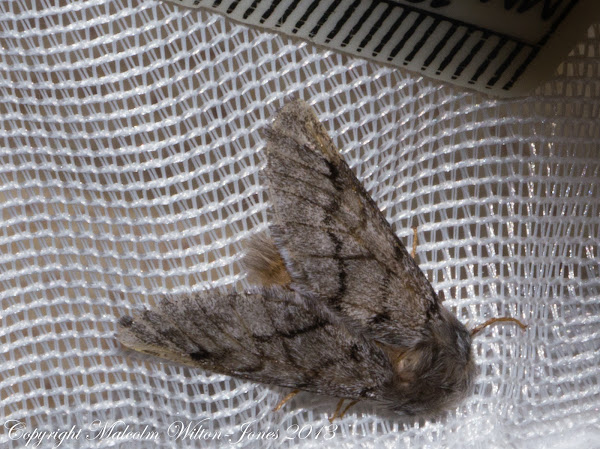 Pine Processionary Moth | Project Noah