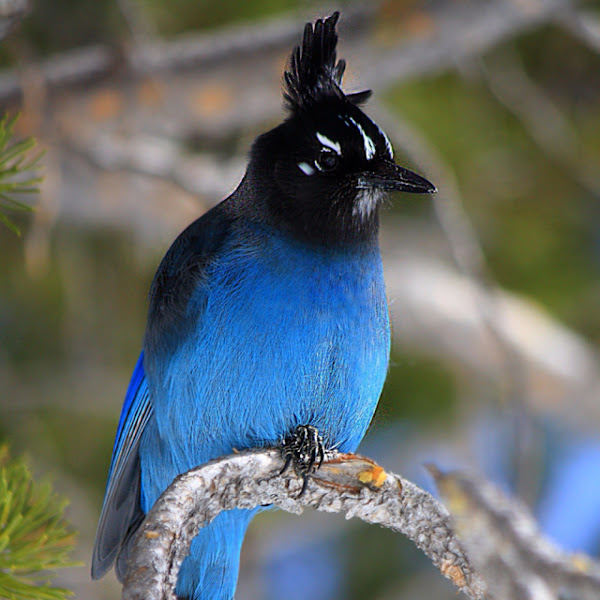 Steller's Jay | Project Noah