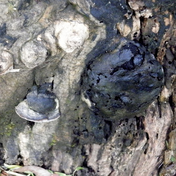 Bracket fungus - Fomes sp | Project Noah