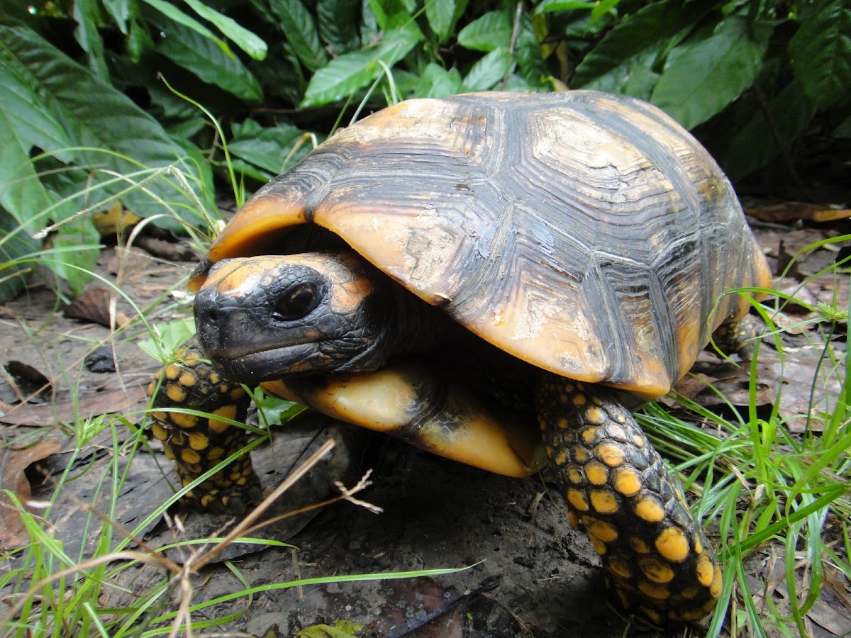 Yellow-footed tortoise | Project Noah