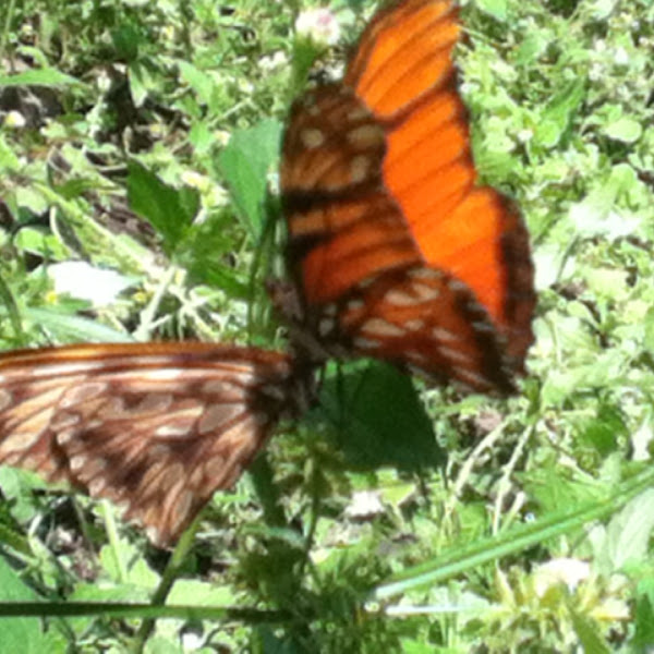 Juno Longwing Butterfly | Project Noah