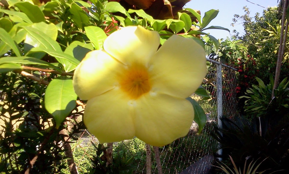 Yellow bell | Project Noah