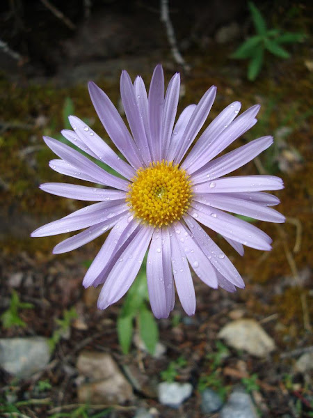 Showy Aster | Project Noah