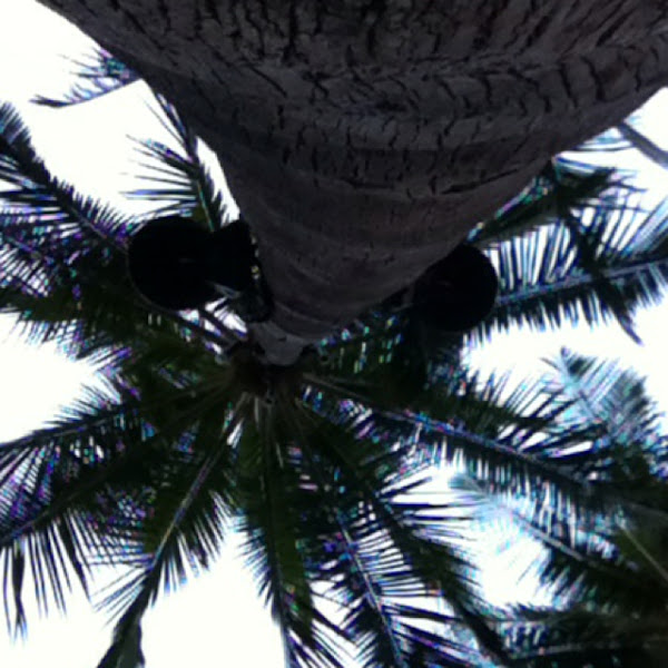 Palm tree | Project Noah