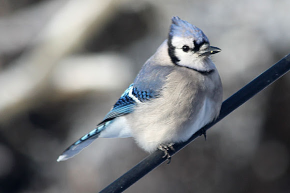 Blue Jay | Project Noah