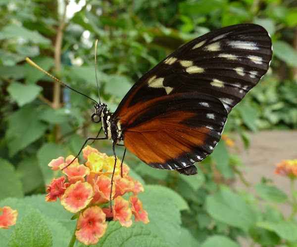 Tiger Longwing | Project Noah