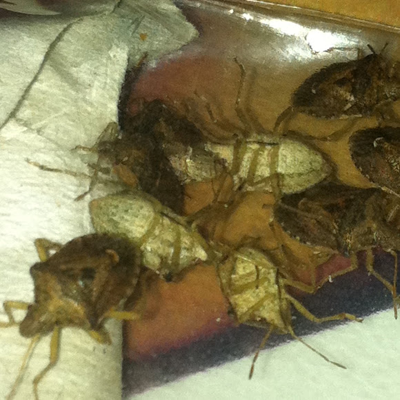 Chumiles | Project Noah