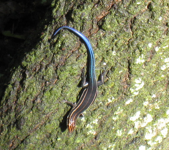 Southeastern Five-lined Skink | Project Noah
