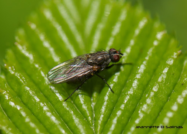 Lesser house fly | Project Noah
