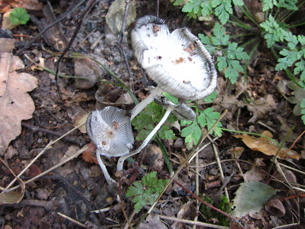 ink - mushroom | Project Noah