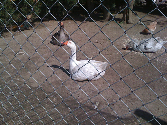 Embden Goose | Project Noah