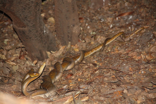Male rat snake fight | Project Noah