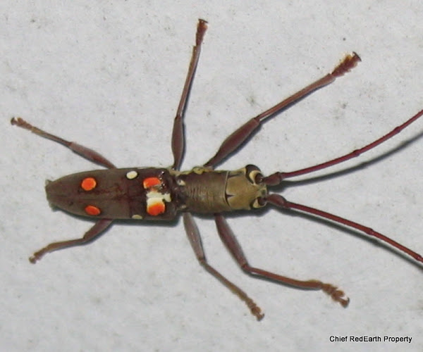 Longhorn Borer Beetle | Project Noah