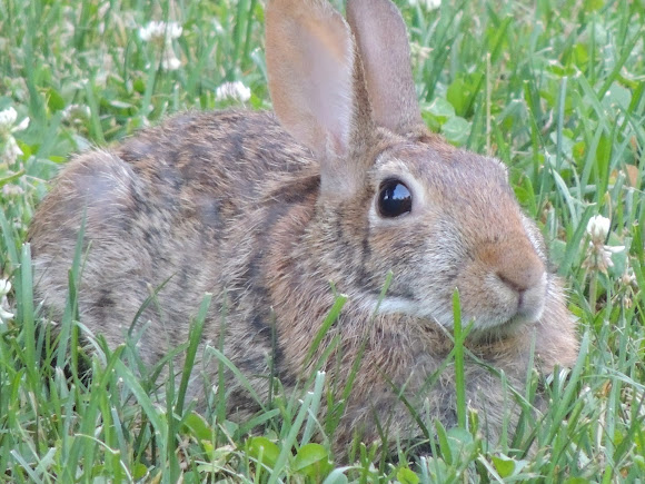 Eastern Cottontail | Project Noah