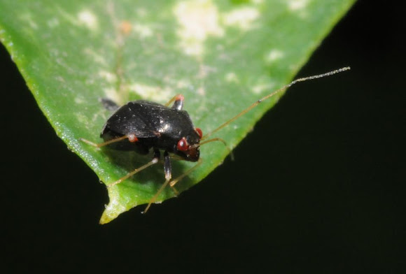 Garden fleahopper (females) | Project Noah