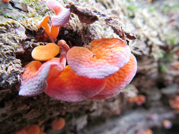 orange pore fungi | Project Noah