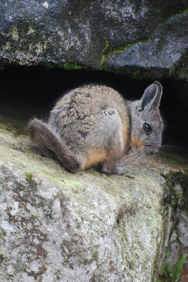 Northern Viscacha | Project Noah