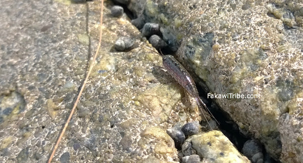 Rock louse | Project Noah