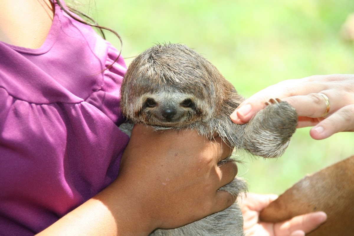 Baby Sloth | Project Noah
